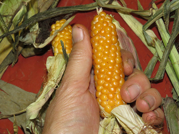 Tom Thumb Grows Up ... But Not Yet Ready for Prime Time | First We Eat