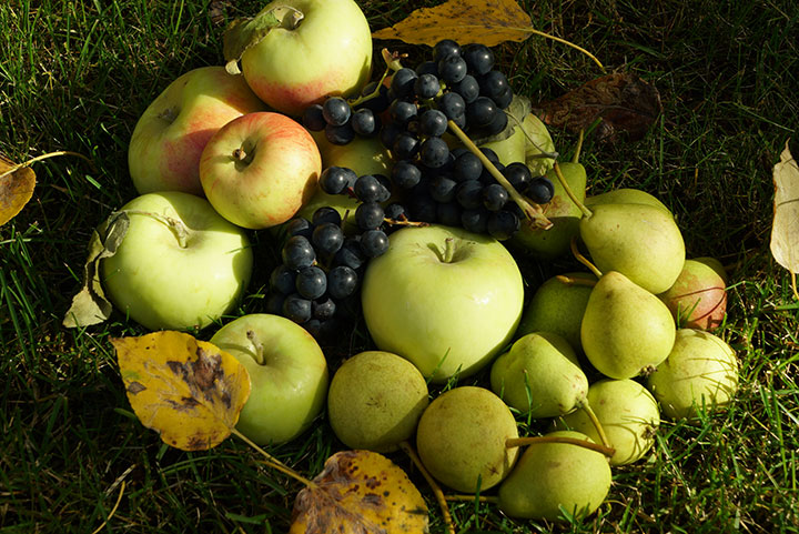 North of 60 Fruit! | First We Eat